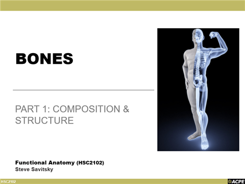 Lecture 2 - Bones