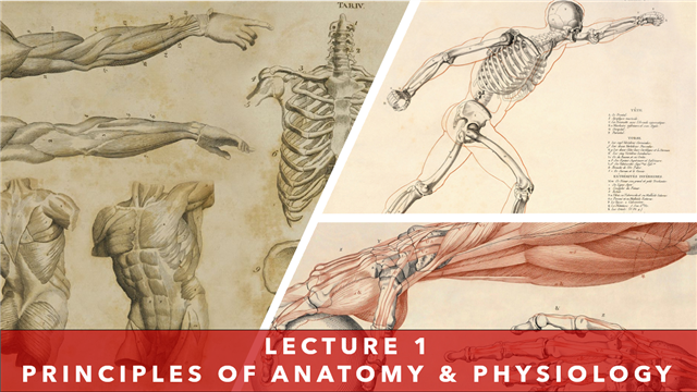 Lecture 1 - Principles of Anatomy & Physiology